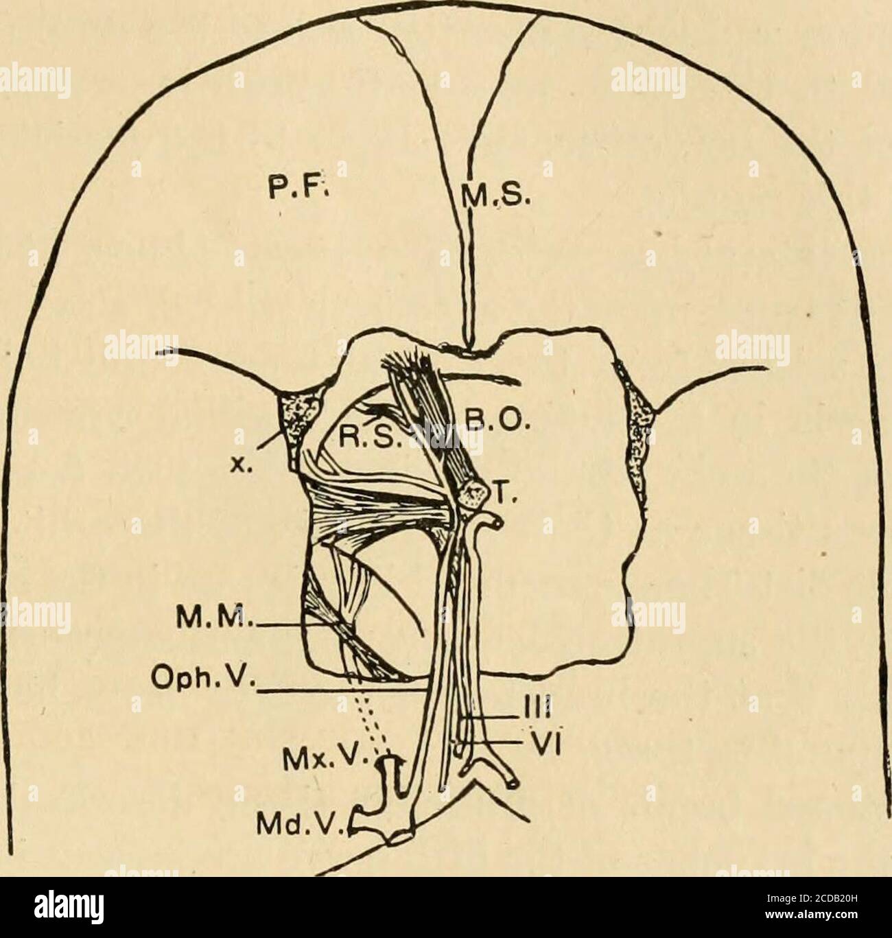. Journal of comparative neurology . e orbital fossa. Only those ...