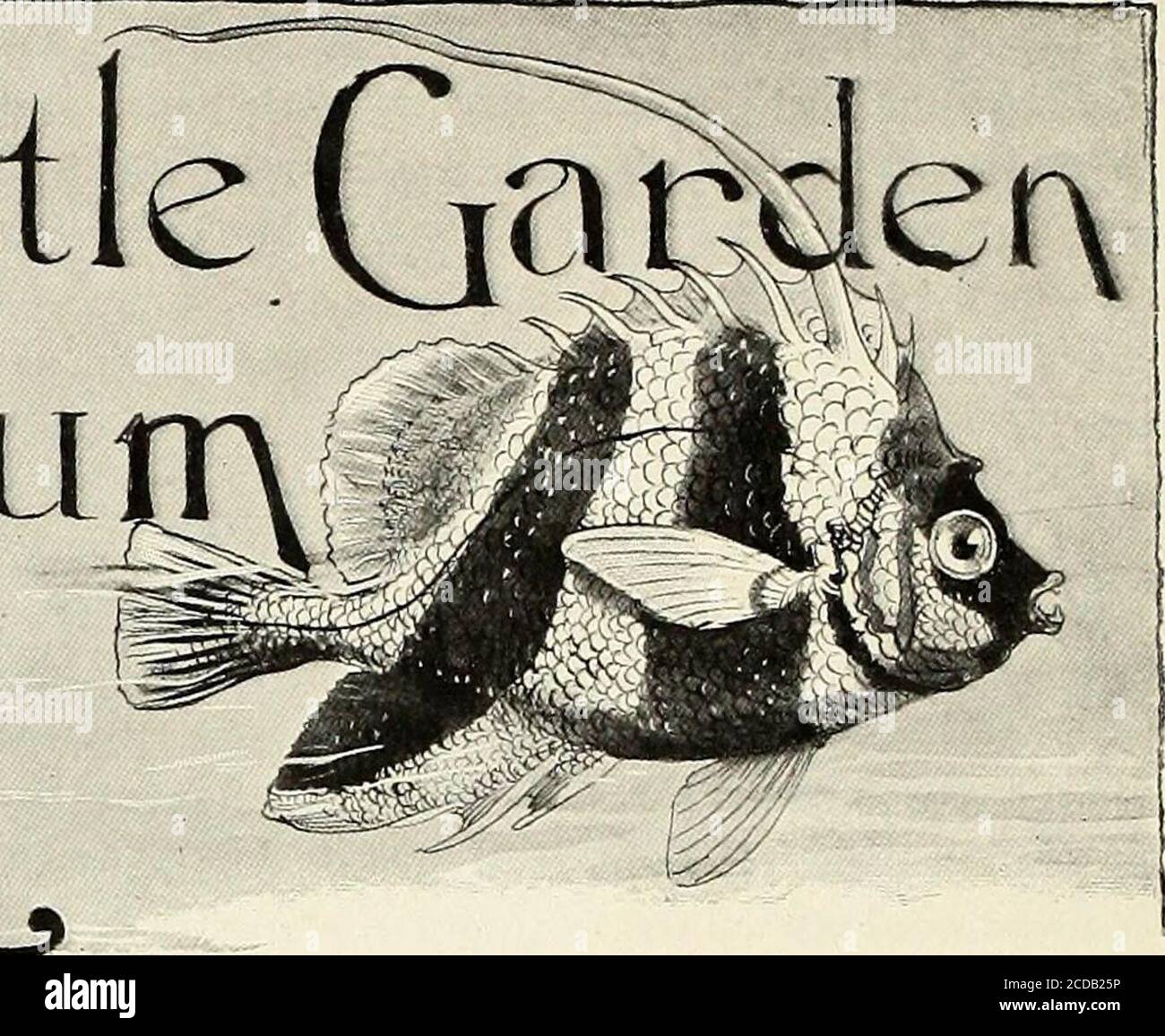 Animals that look like plants hi-res stock photography and images - Alamy