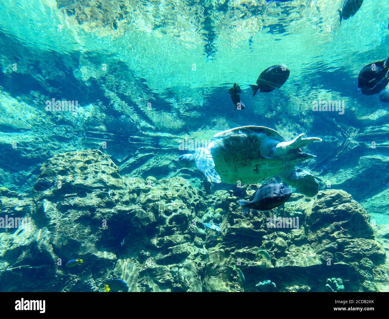 Sea Turtle swimming in an aquarium at the turtle exhibit at a zoo Stock ...