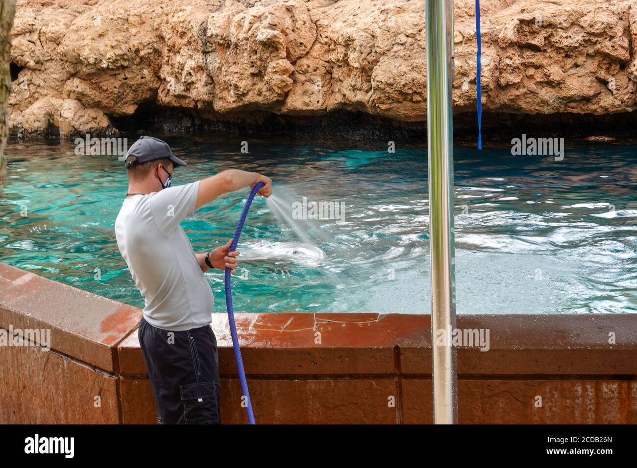 Orlando, FL/USA-7/12/20: A dolphin getting a fresh water bath at the ...