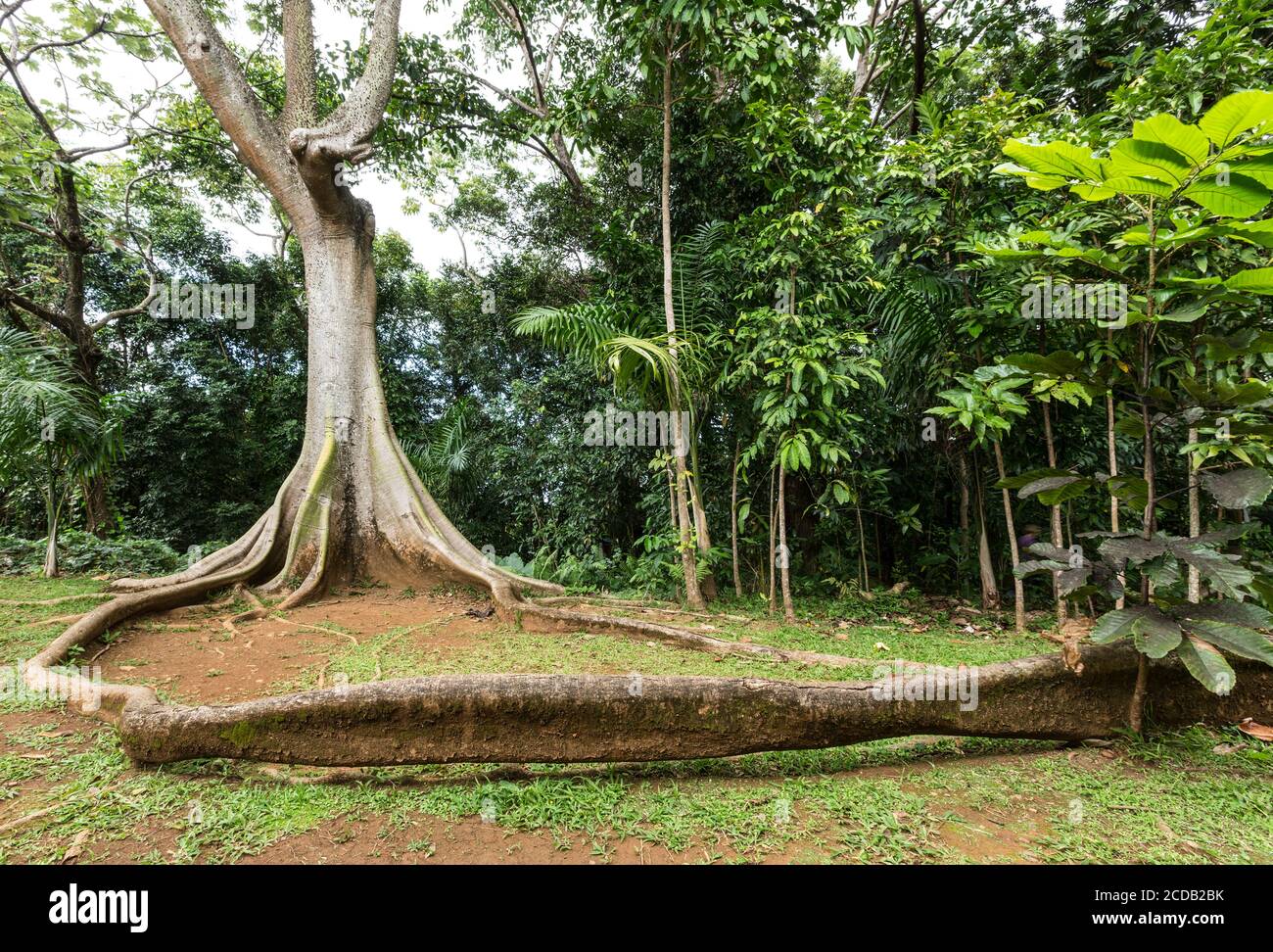 A long, curving root of a Ceiba or Kapok buttress tree, Ceiba pentandra ...