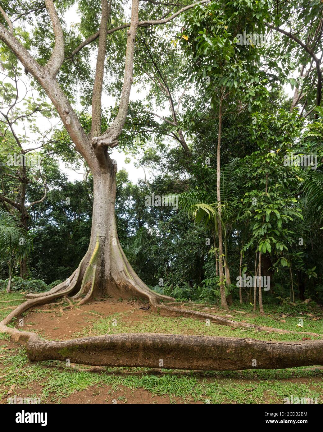 A long, curving root of a Ceiba or Kapok buttress tree, Ceiba pentandra ...