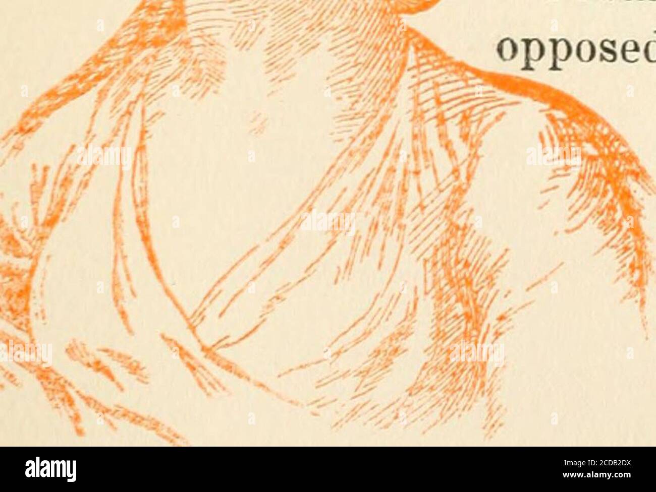 Father of conservatism hi-res stock photography and images - Alamy