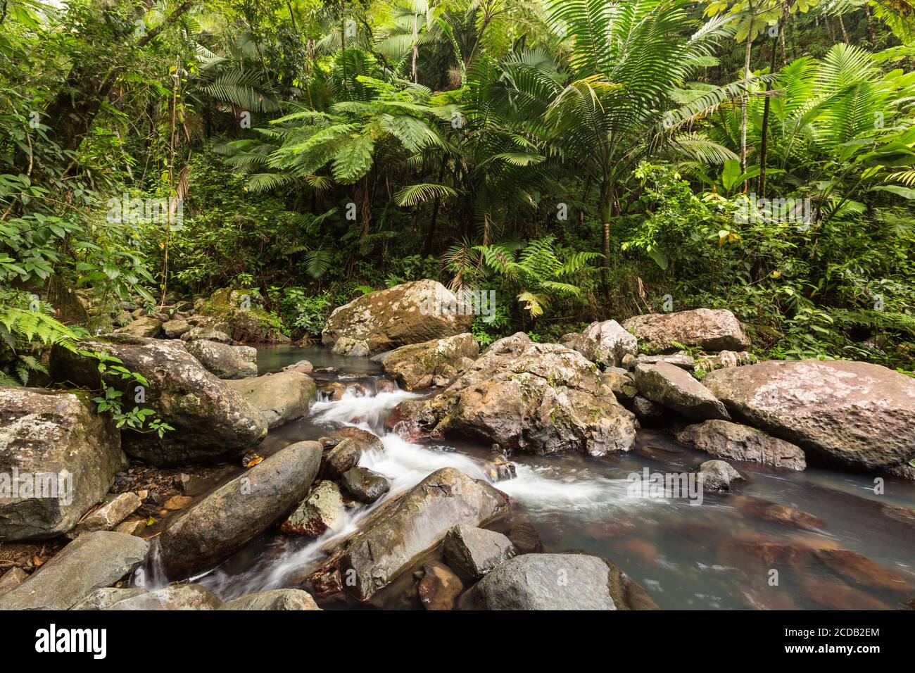 Small rapids on the Rio de la Mina in the tropical El Yunque National ...