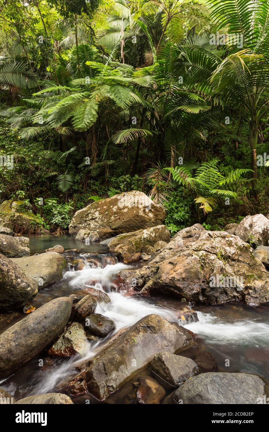 Small rapids on the Rio de la Mina in the tropical El Yunque National ...