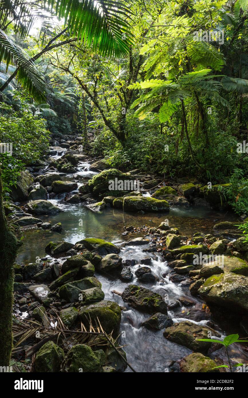 Small rapids on the Rio de la Mina in the tropical El Yunque National ...
