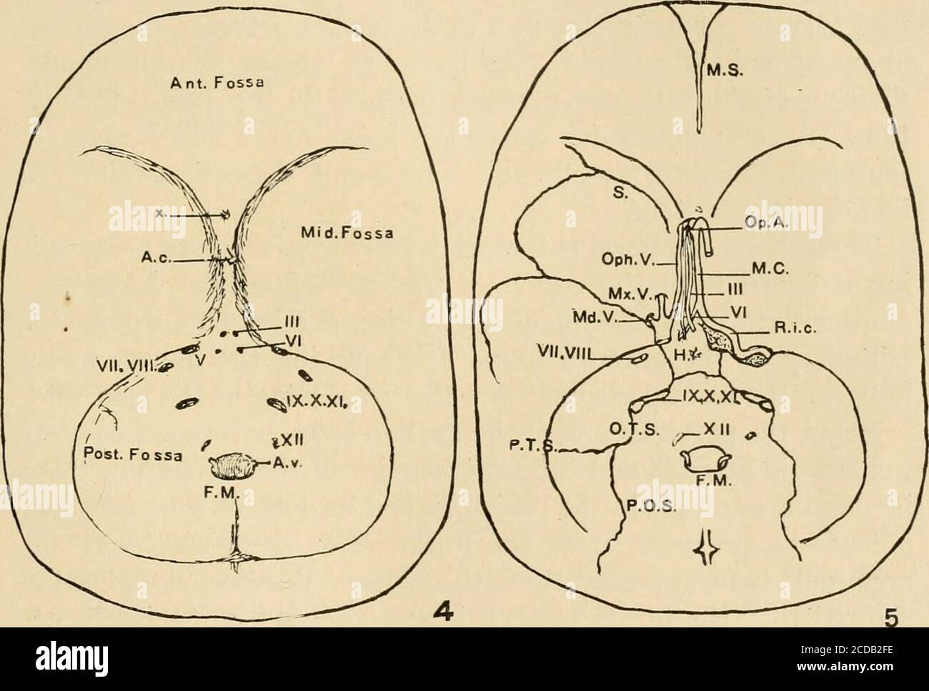 . Journal of comparative neurology . nterior fossa. The anterior fossa ...