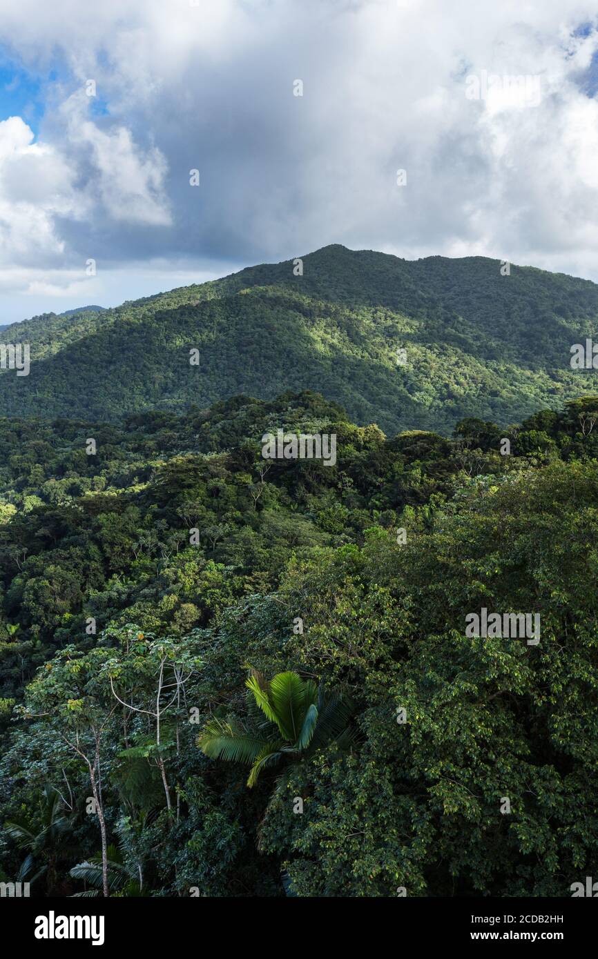 View from the Yokahu Tower in El Yunque National Forest in Puerto Rico ...