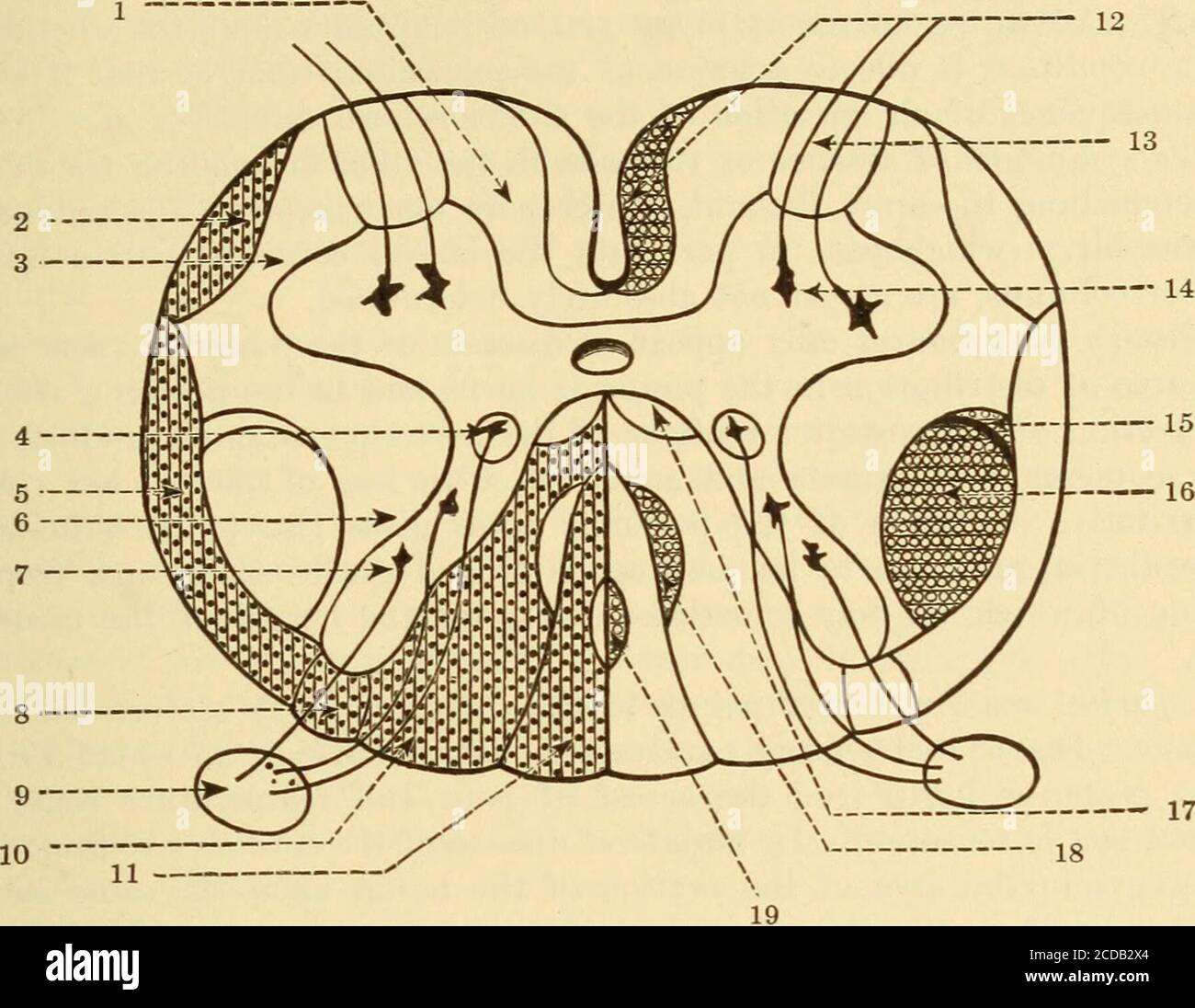 . Diseases of the nervous system . horn cells represent the motor ...