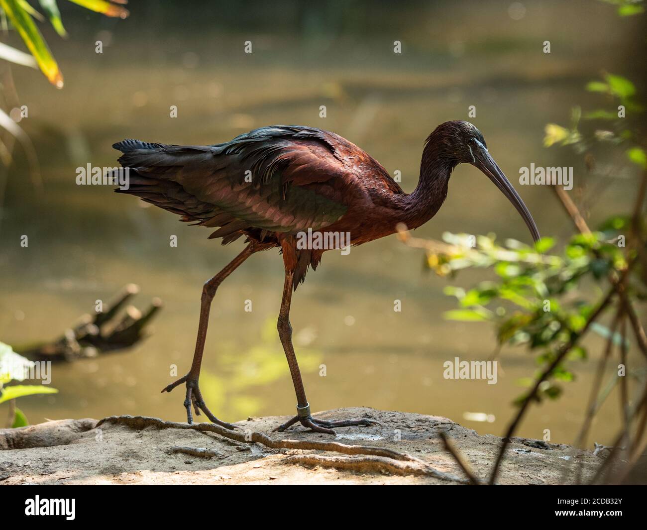 Glossy ibis no background hi-res stock photography and images - Alamy
