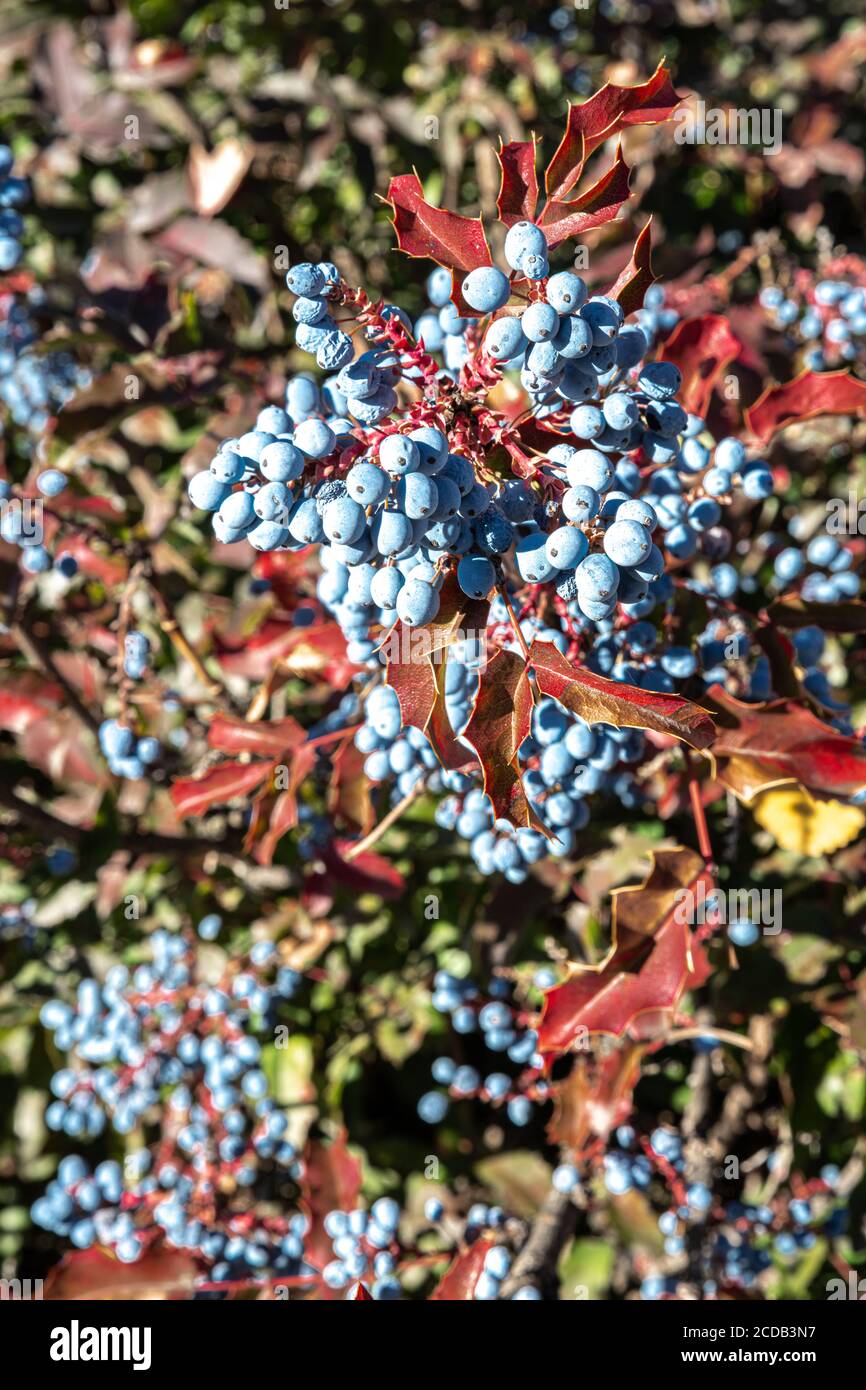 Mahonia bealei hi-res stock photography and images - Alamy
