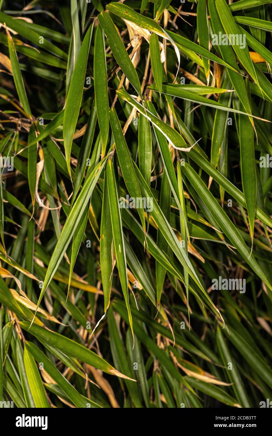 Jianzhu hi-res stock photography and images - Alamy