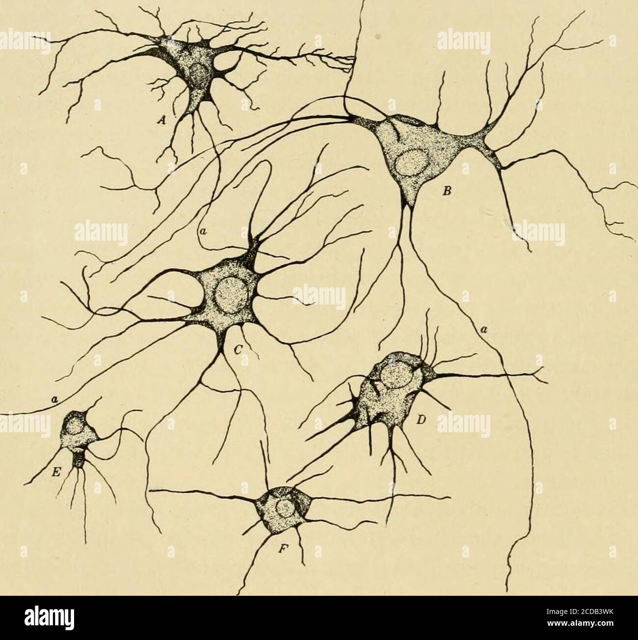 . Journal of comparative neurology . d dendrites may often be traced ...