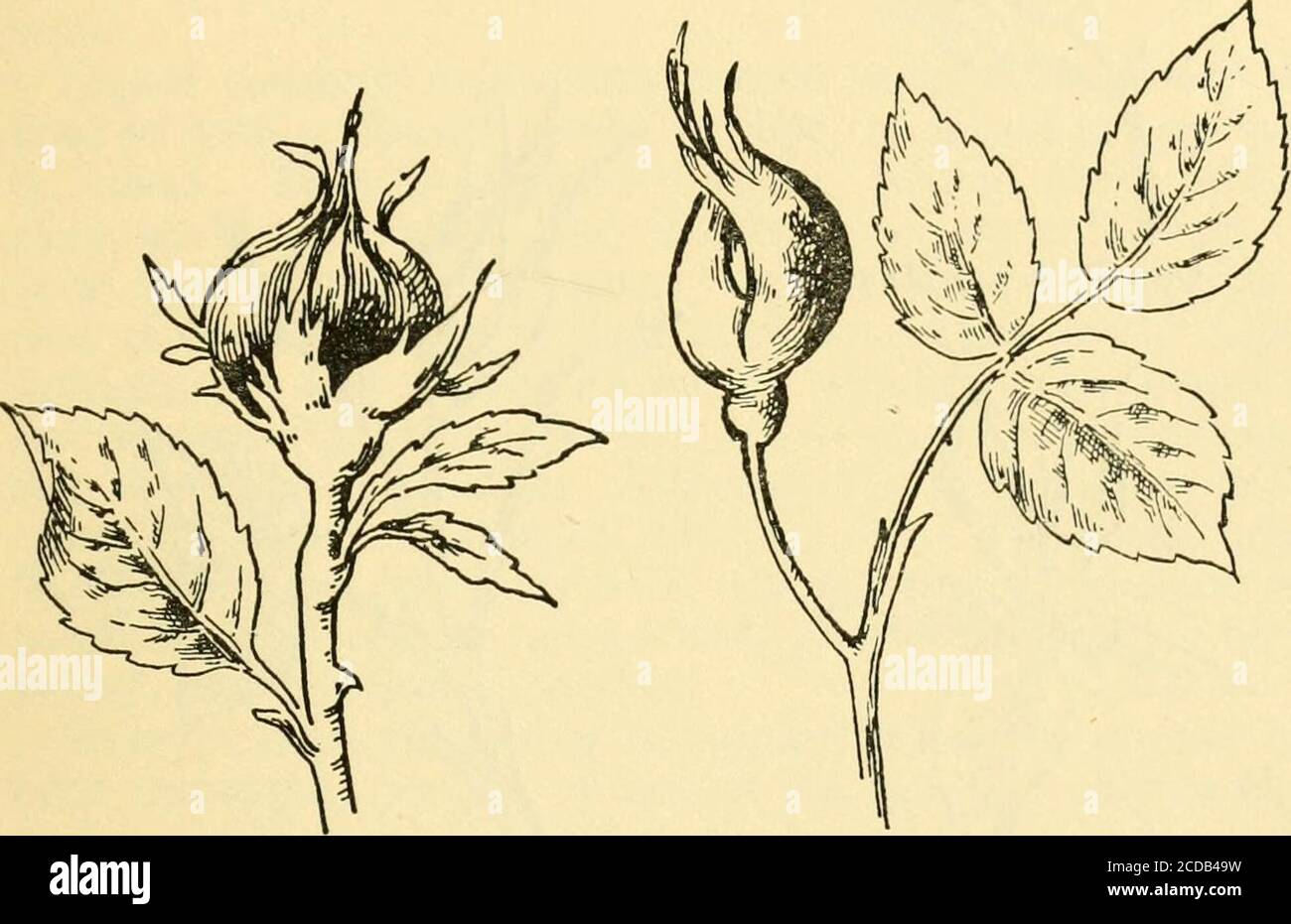 Promising buds hi-res stock photography and images - Alamy