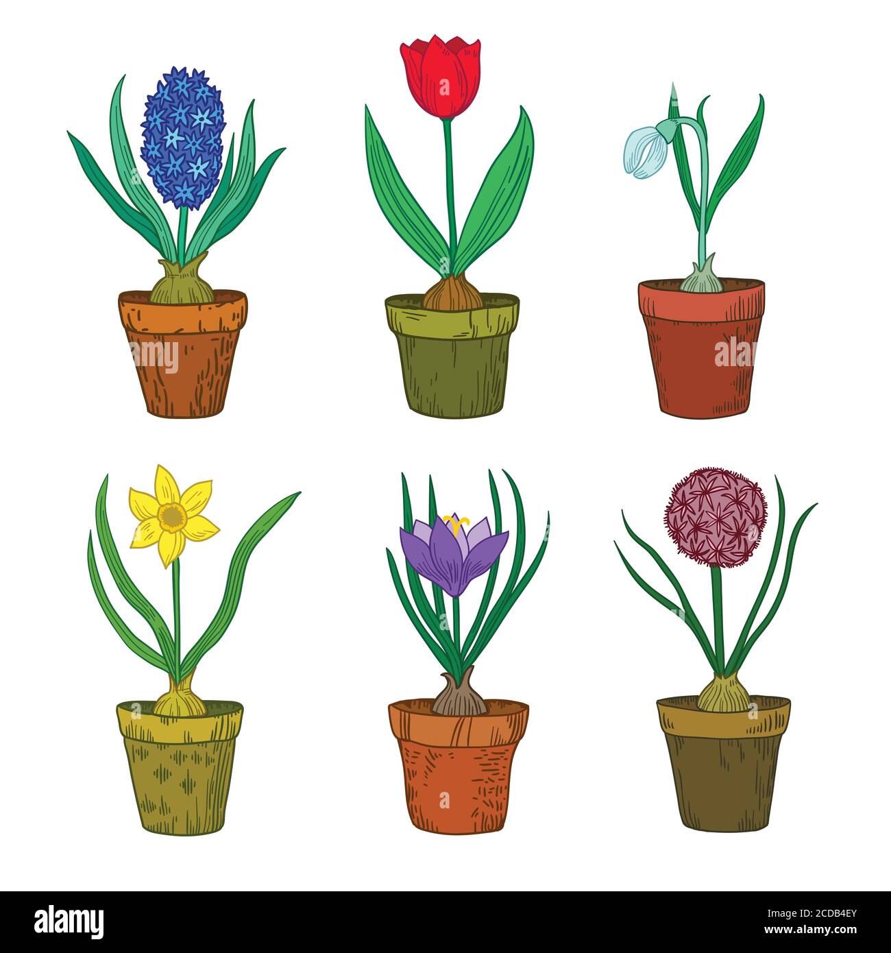 Spring flowers narcissus tulips Cut Out Stock Images & Pictures - Alamy