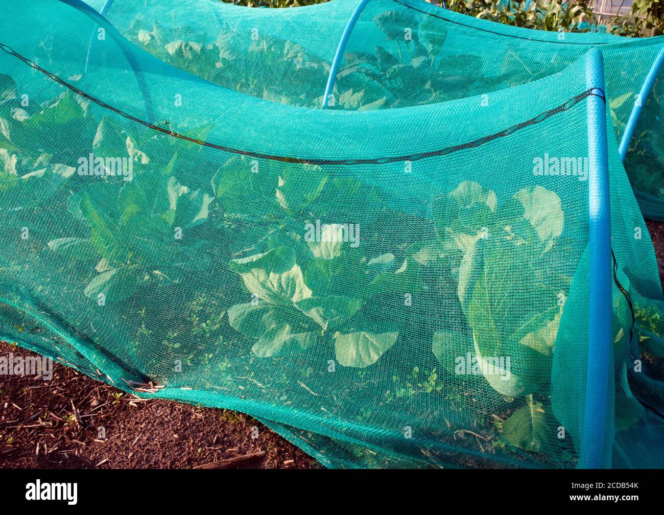 Cabbage plants growing under netting to give protection from ...