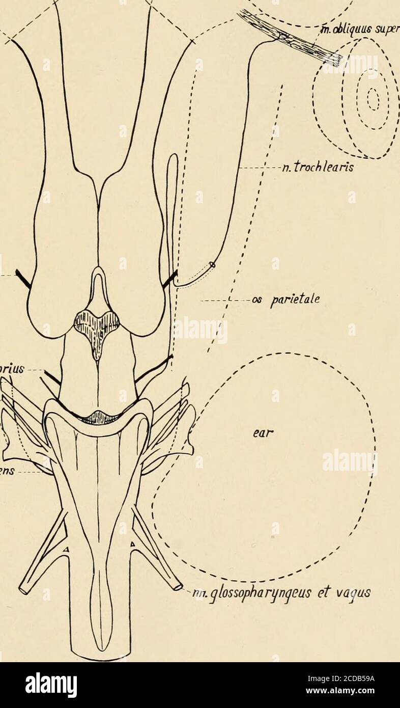 . Journal of comparative neurology . Fig. 2 Drawing of the ventral ...