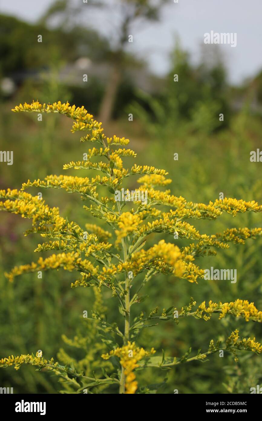 Mugwort Flowers High Resolution Stock Photography and Images - Alamy