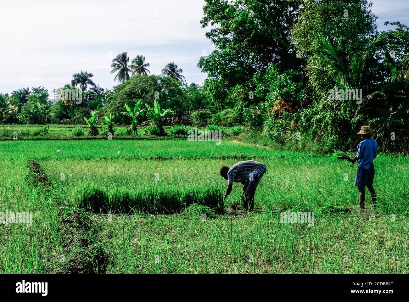 Haiti cultivation High Resolution Stock Photography and Images - Alamy