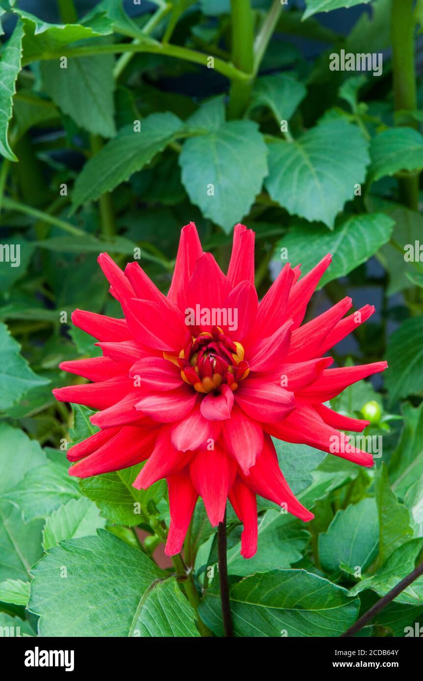 A semi cactus dahlia Red Pygmy with breaking bud in close up. A ...