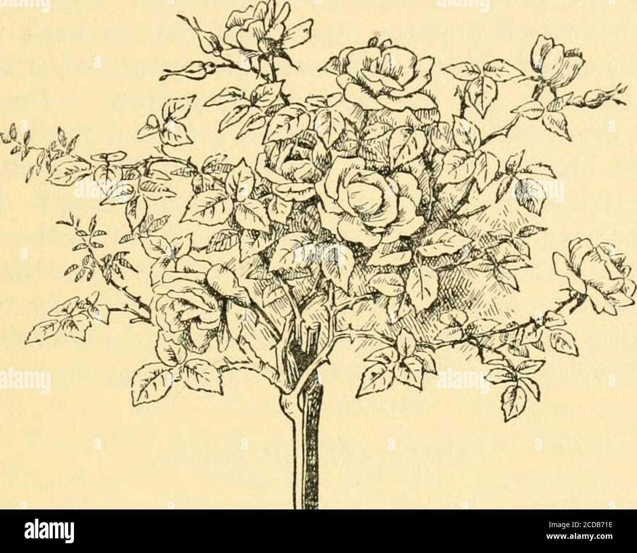 Standard rose bushes hi-res stock photography and images - Alamy