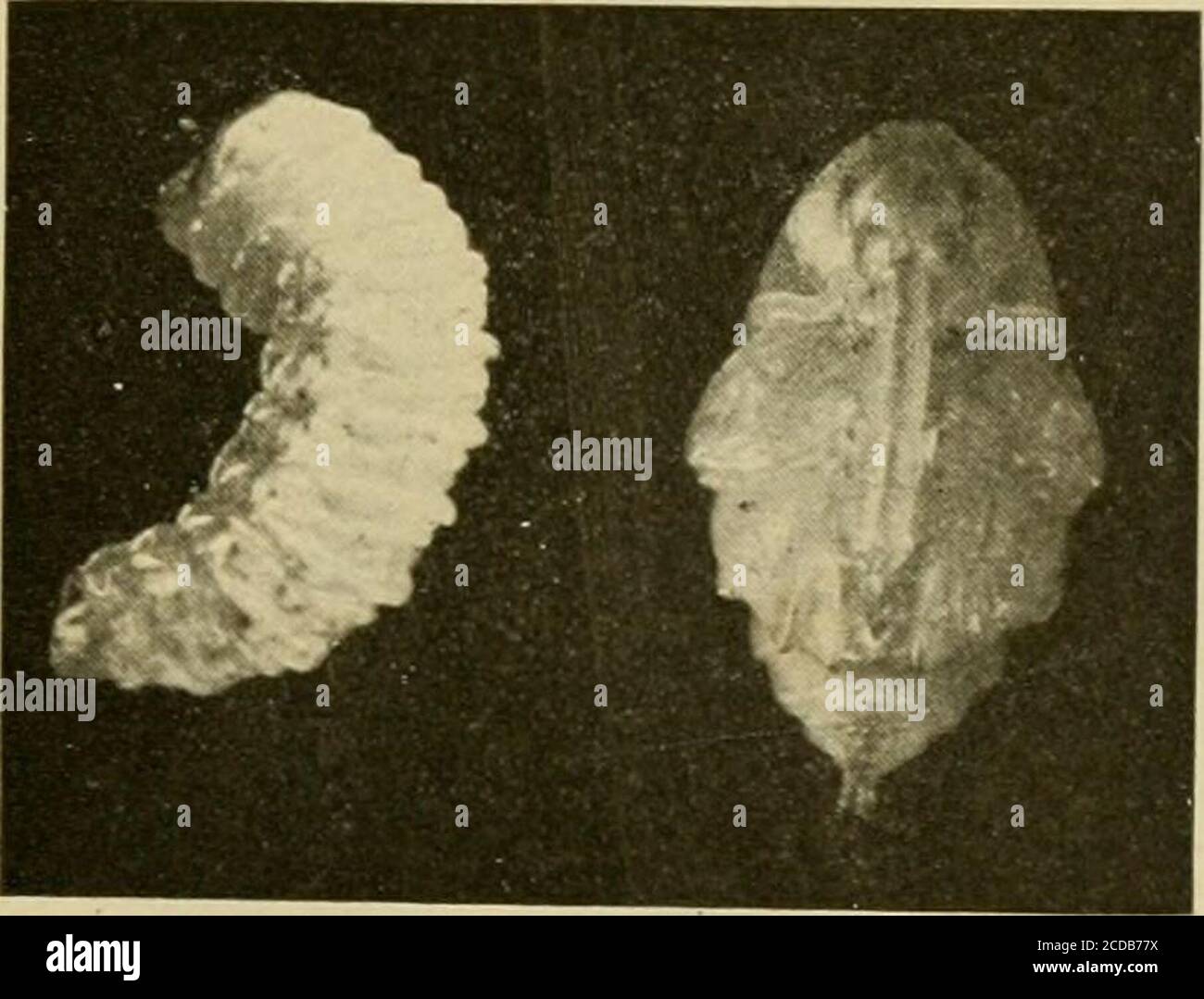 . Insect pests of farm, garden and orchard . Fig. 194.—The cotton boll ...