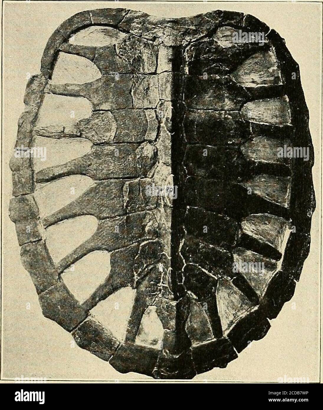 Modern sea turtles hi-res stock photography and images - Alamy