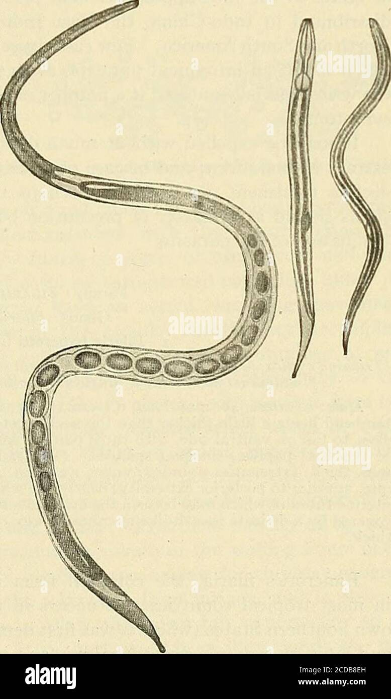 Strongyloides Stercoralis Male Vs Female