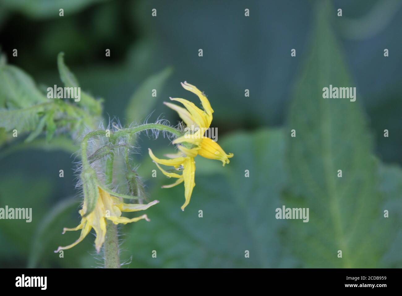 Tomato plant flower hi-res stock photography and images - Alamy