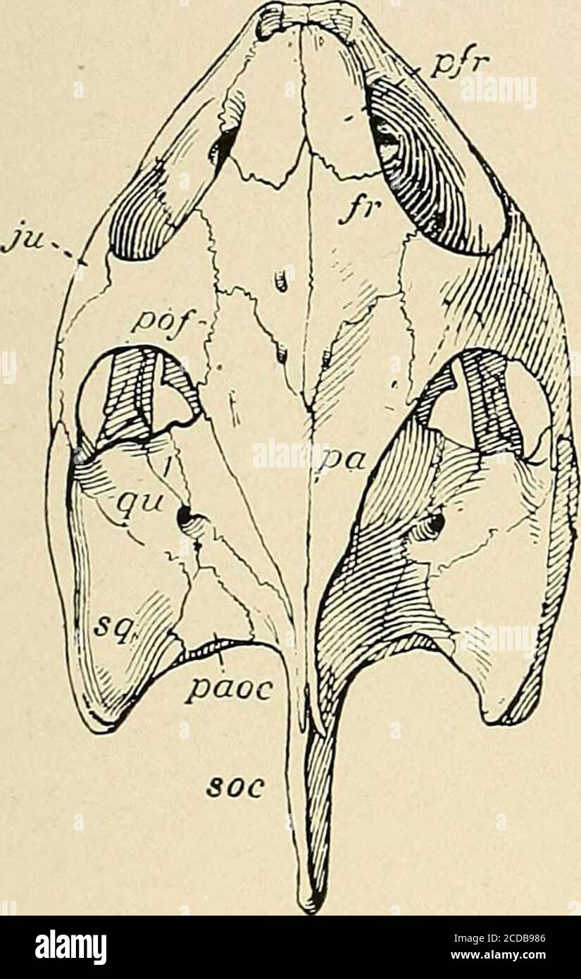 . Water reptiles of the past and present . Fig. [114.—Pelvis of Chelone ...