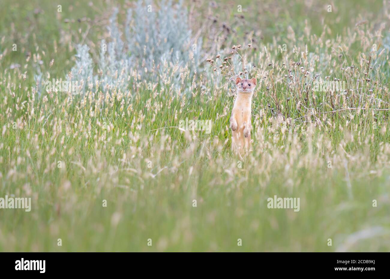 Long tailed weasel Stock Photo - Alamy