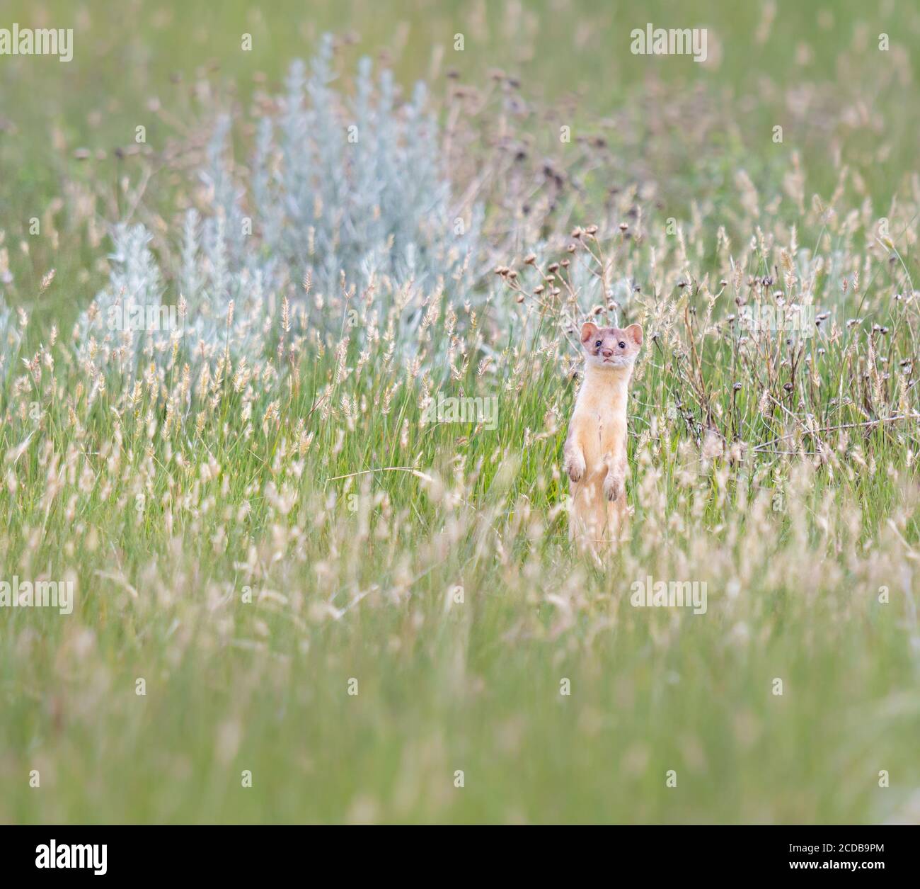 Long tailed weasel Stock Photo - Alamy