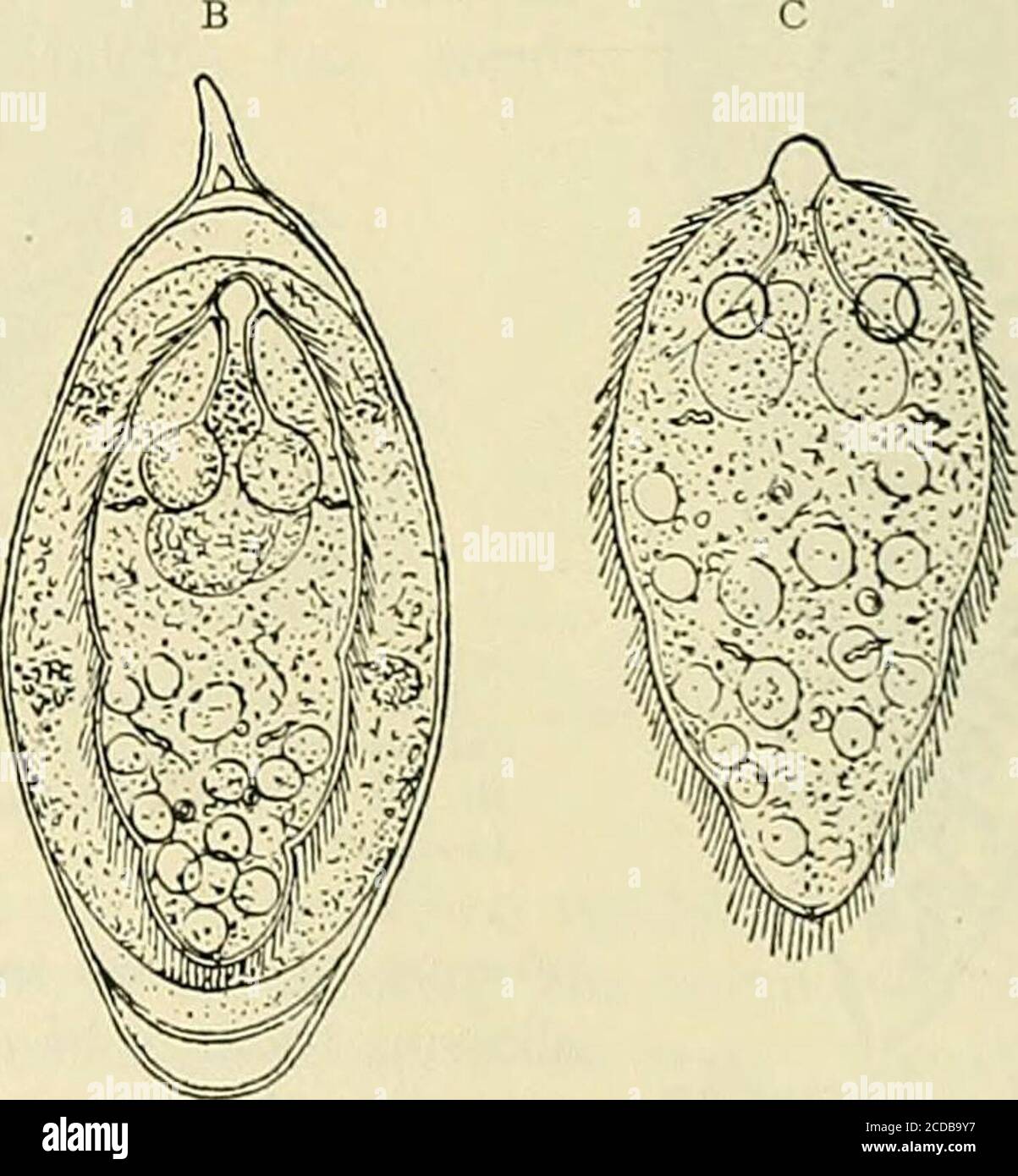 Schistosoma Mansoni Miracidia