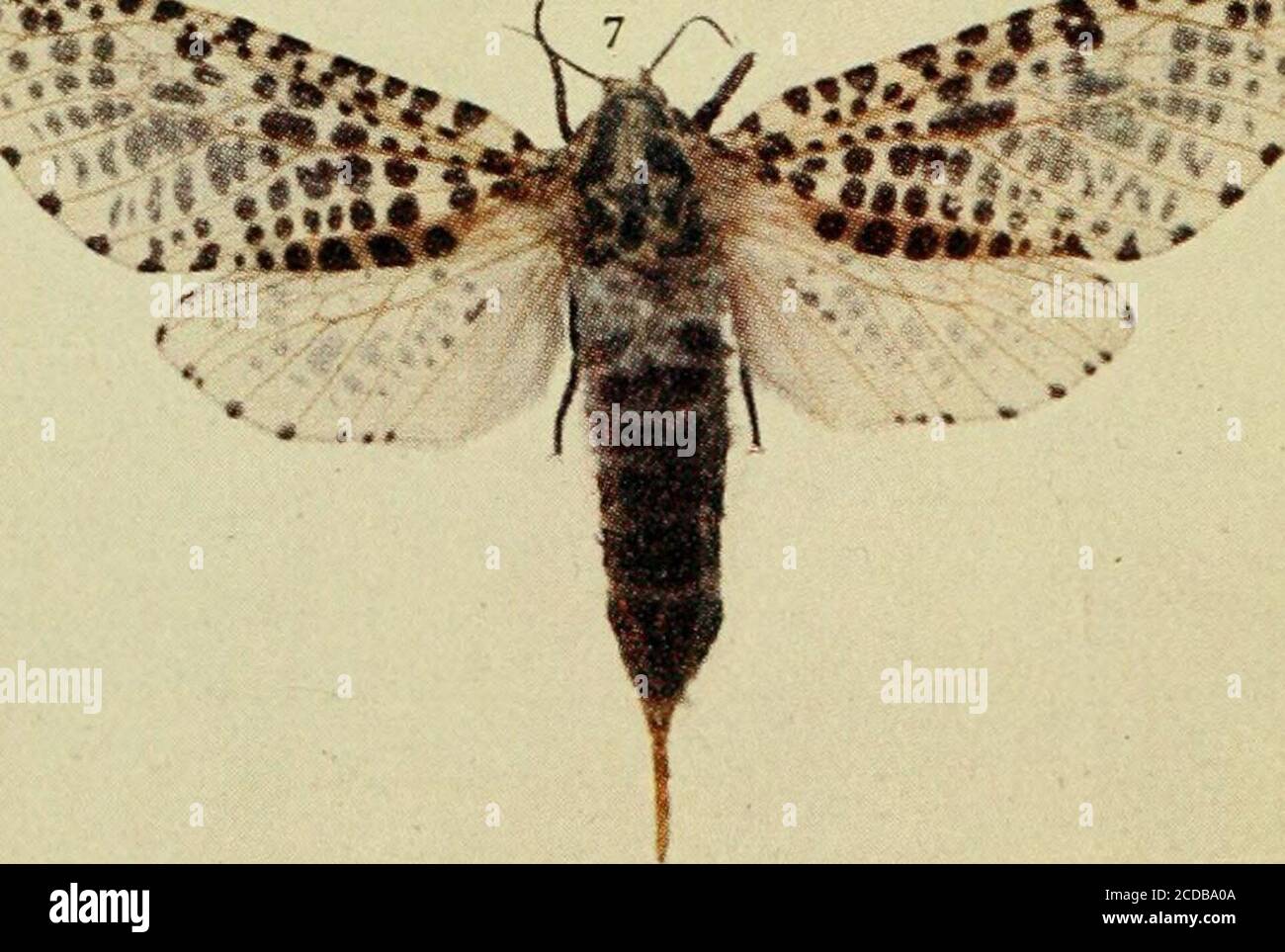 . The moths of the British Isles . »-. 2 Z/. 153. ^349- I, 2. Festoon ...