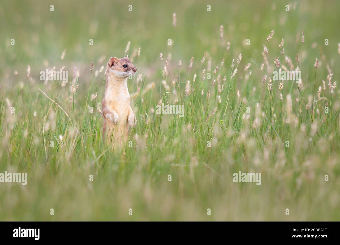 Long tailed weasel Stock Photo - Alamy
