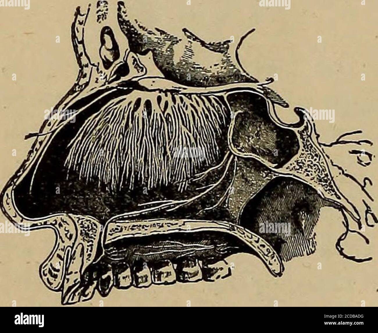Filiform papillae hi-res stock photography and images - Alamy