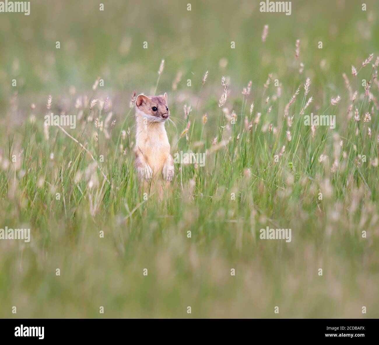 Long tailed weasel Stock Photo - Alamy
