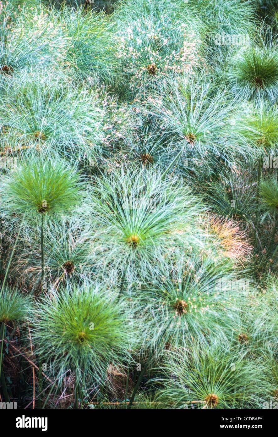 Papyrus, on Banks of the Nile, in the Sudd, the Nile Wetland Swamp in ...
