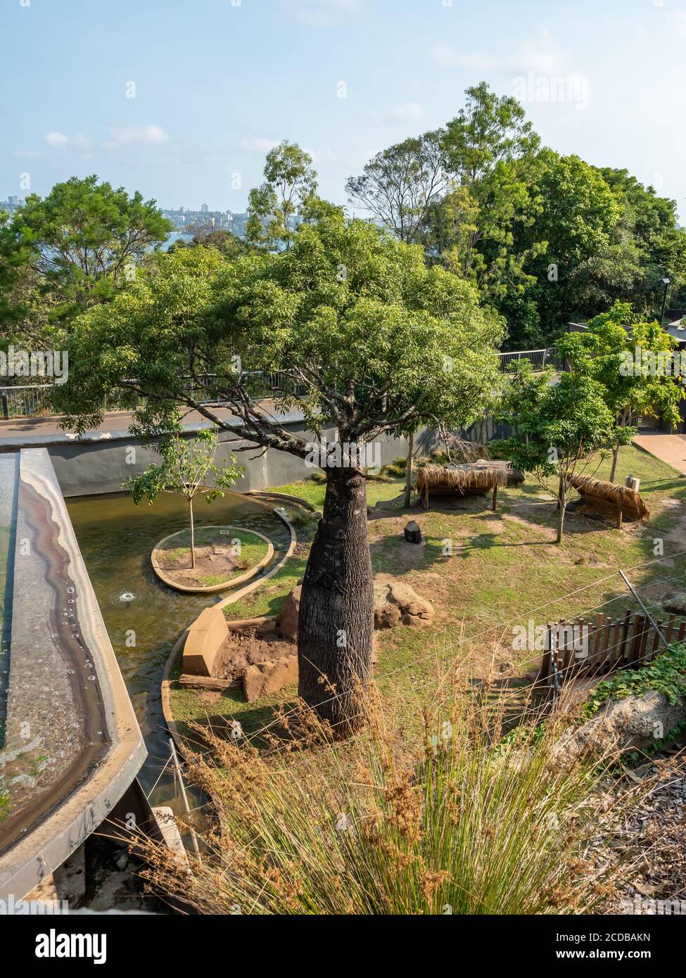 Baobab Tre at Taronga Zoo on a sunny summer afternoon Stock Photo - Alamy