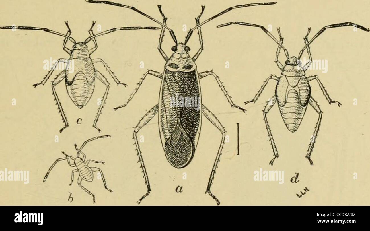 Garden Insect Identification Chart