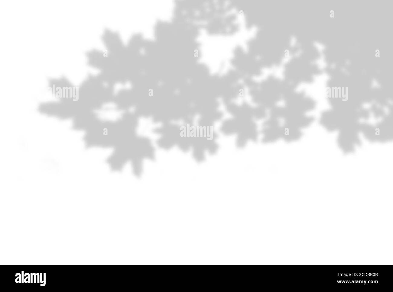 Shadow of a maple branch on a white background. White and black for ...