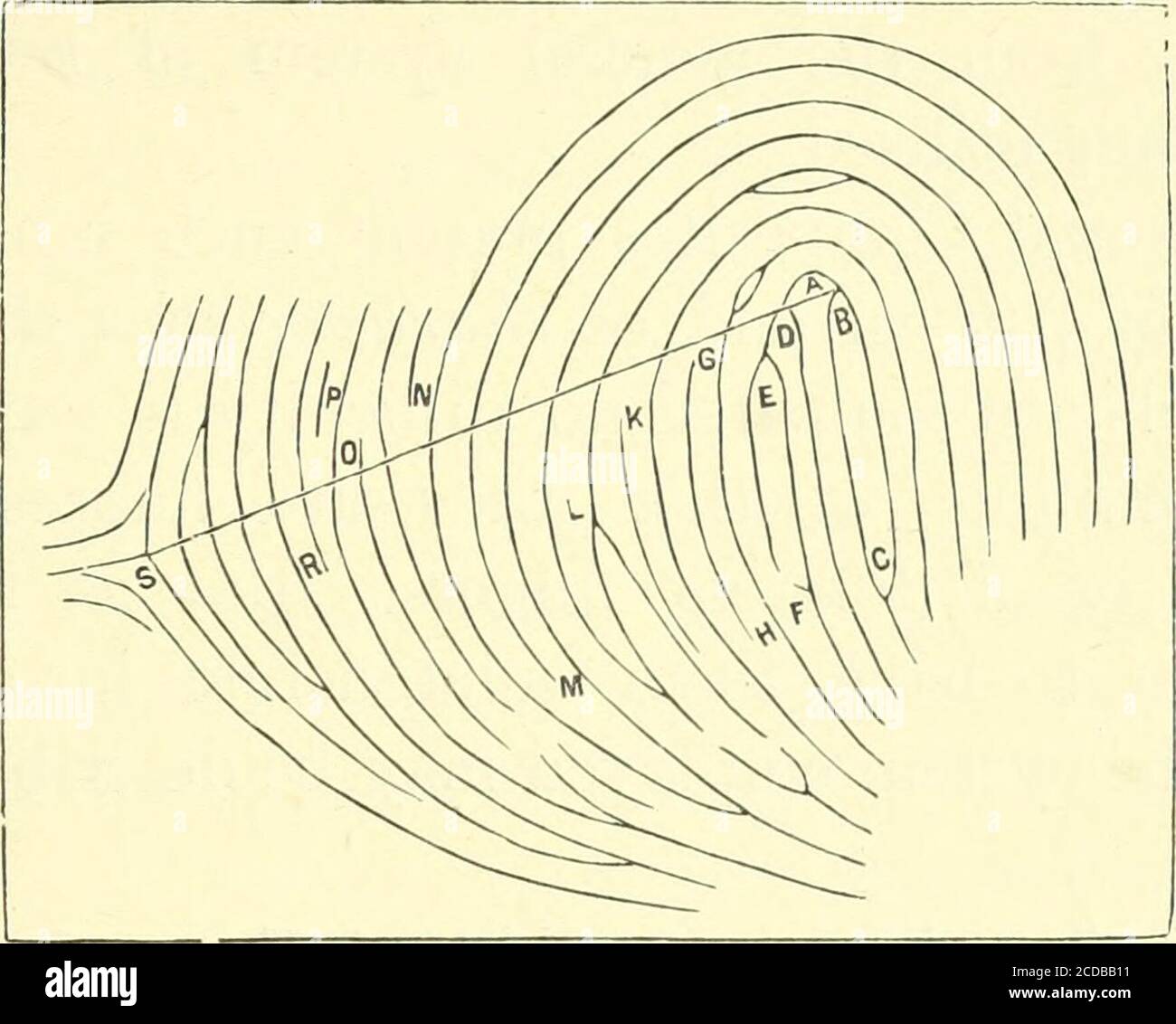 Ulnar loop hi-res stock photography and images - Alamy