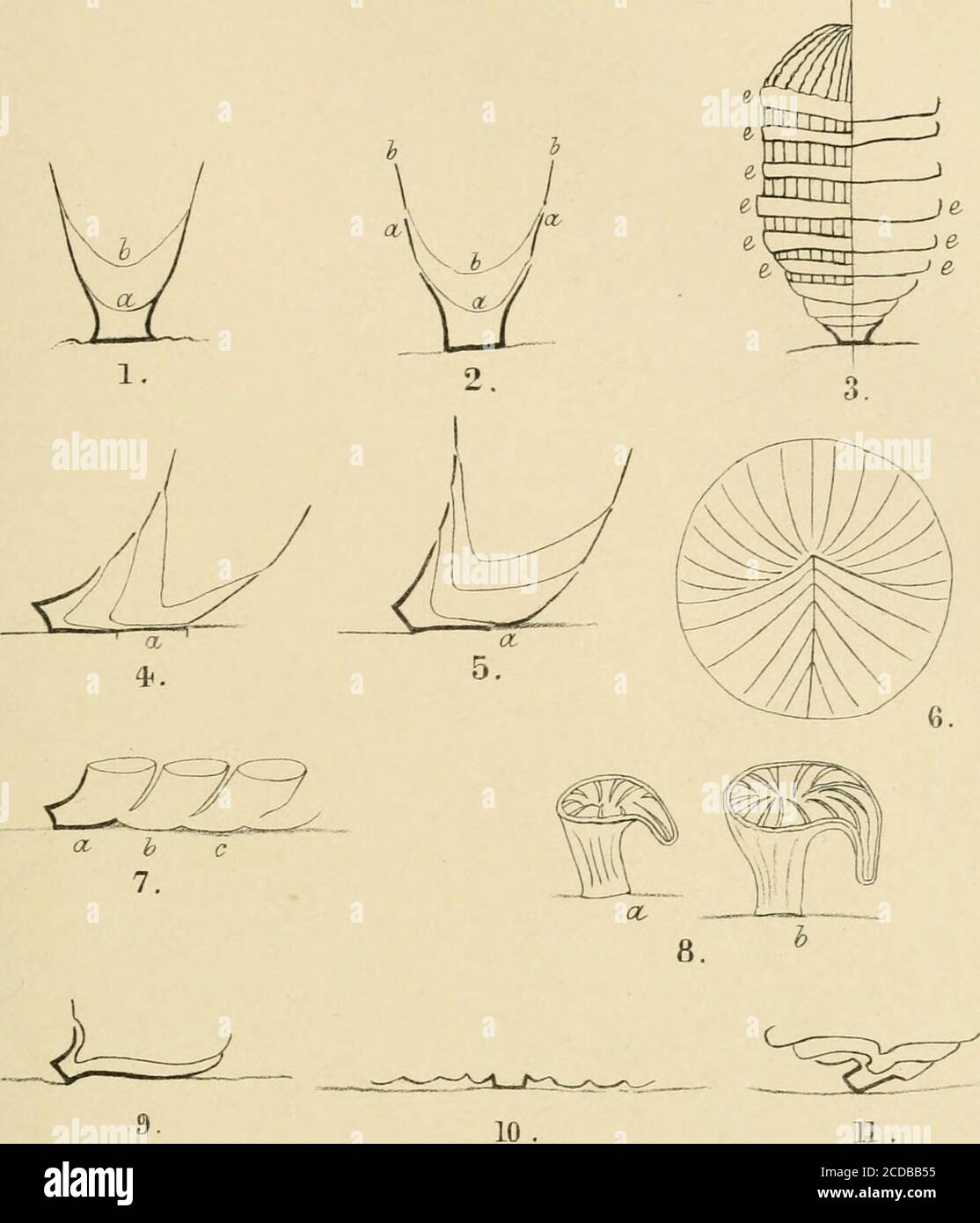 P saltatrix hi-res stock photography and images - Alamy