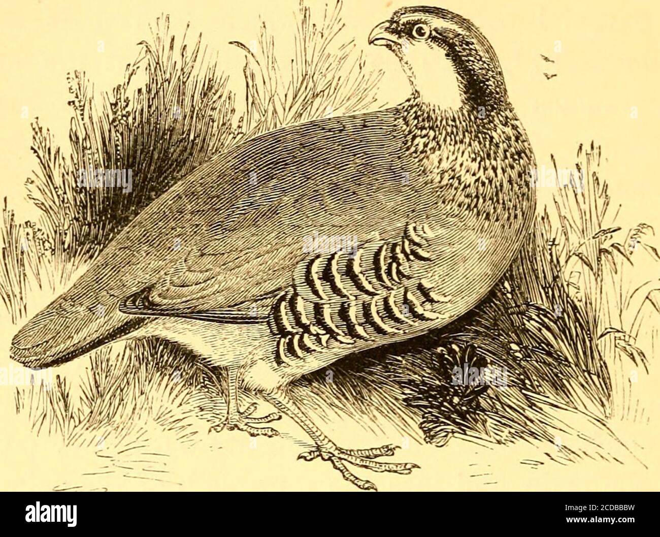 Roosting chickens hi-res stock photography and images - Alamy