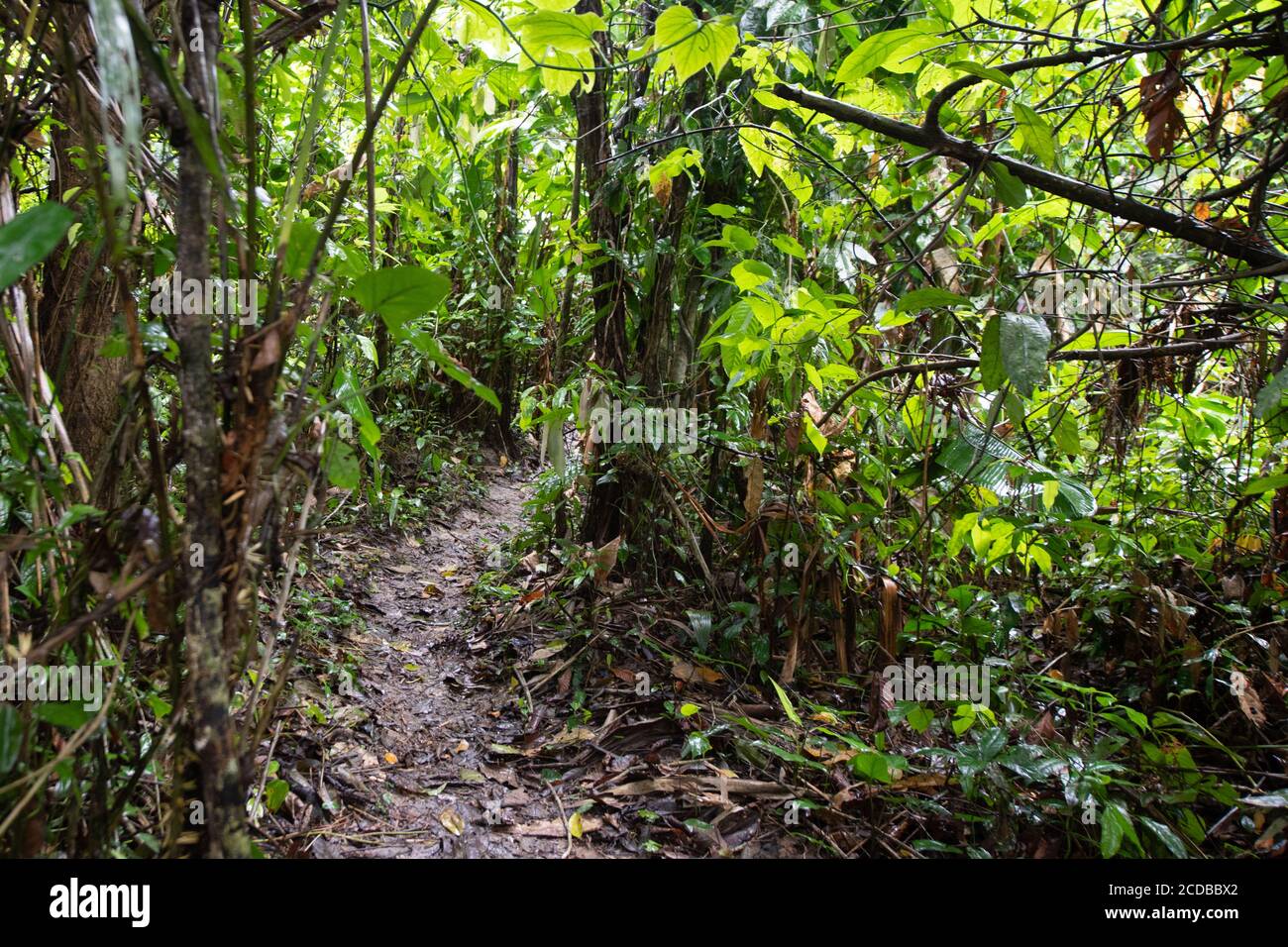 Amazon trail hi-res stock photography and images - Alamy