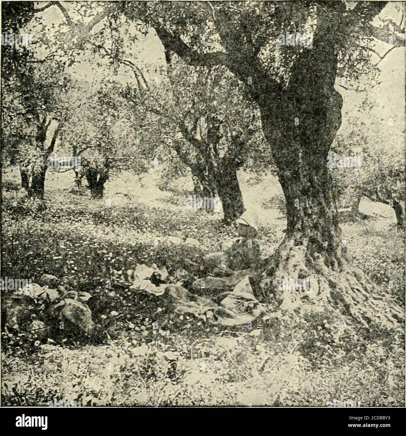 Jerusalem fig tree hi-res stock photography and images - Alamy