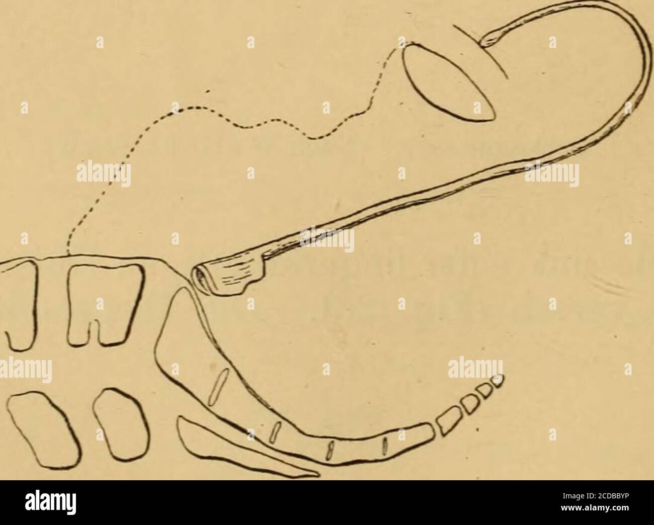 Mons veneris hi-res stock photography and images - Alamy