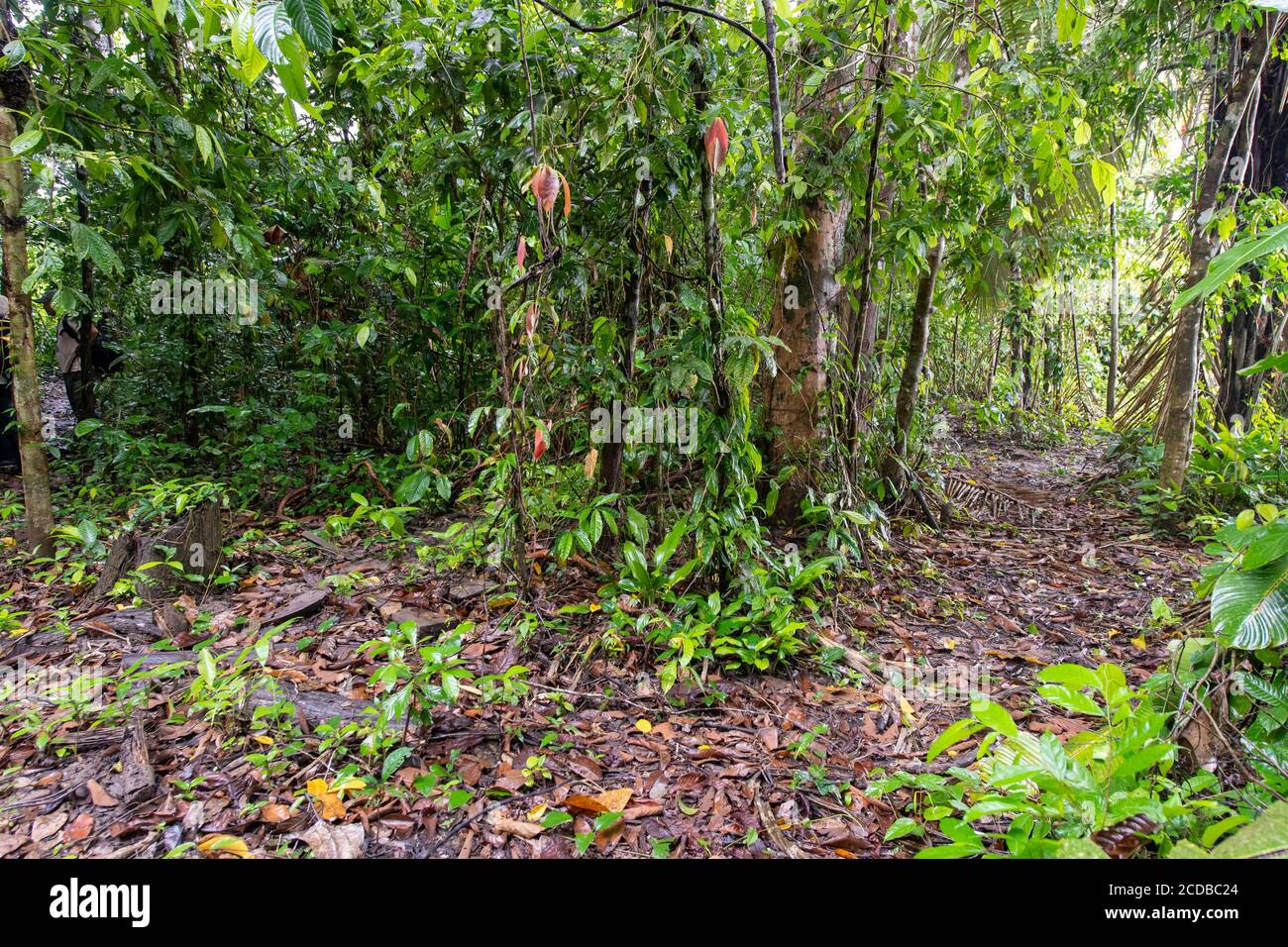 Jungle Path in the Peruvian Amazon Stock Photo - Alamy