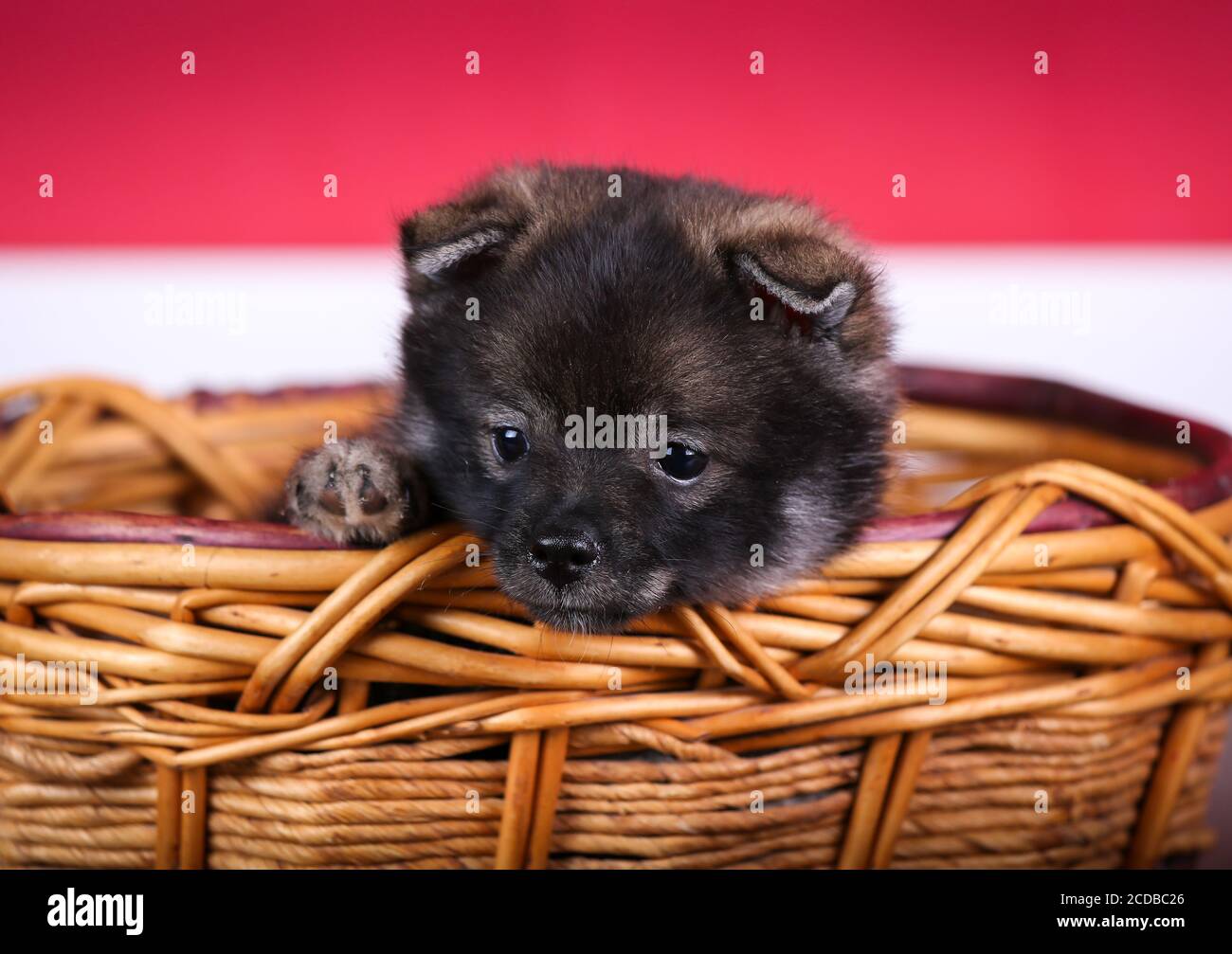 Pomsky puppy sitting in a basket in a red room Stock Photo - Alamy