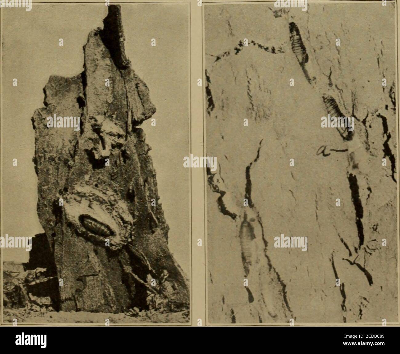 . The Codling Moth . Fig. 1.—Band on which the Remains of 330 Cocoons ...